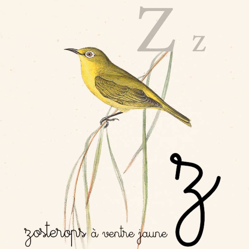 Abécédaire / alphabet Montessori oiseaux – Les vilaines curiosités