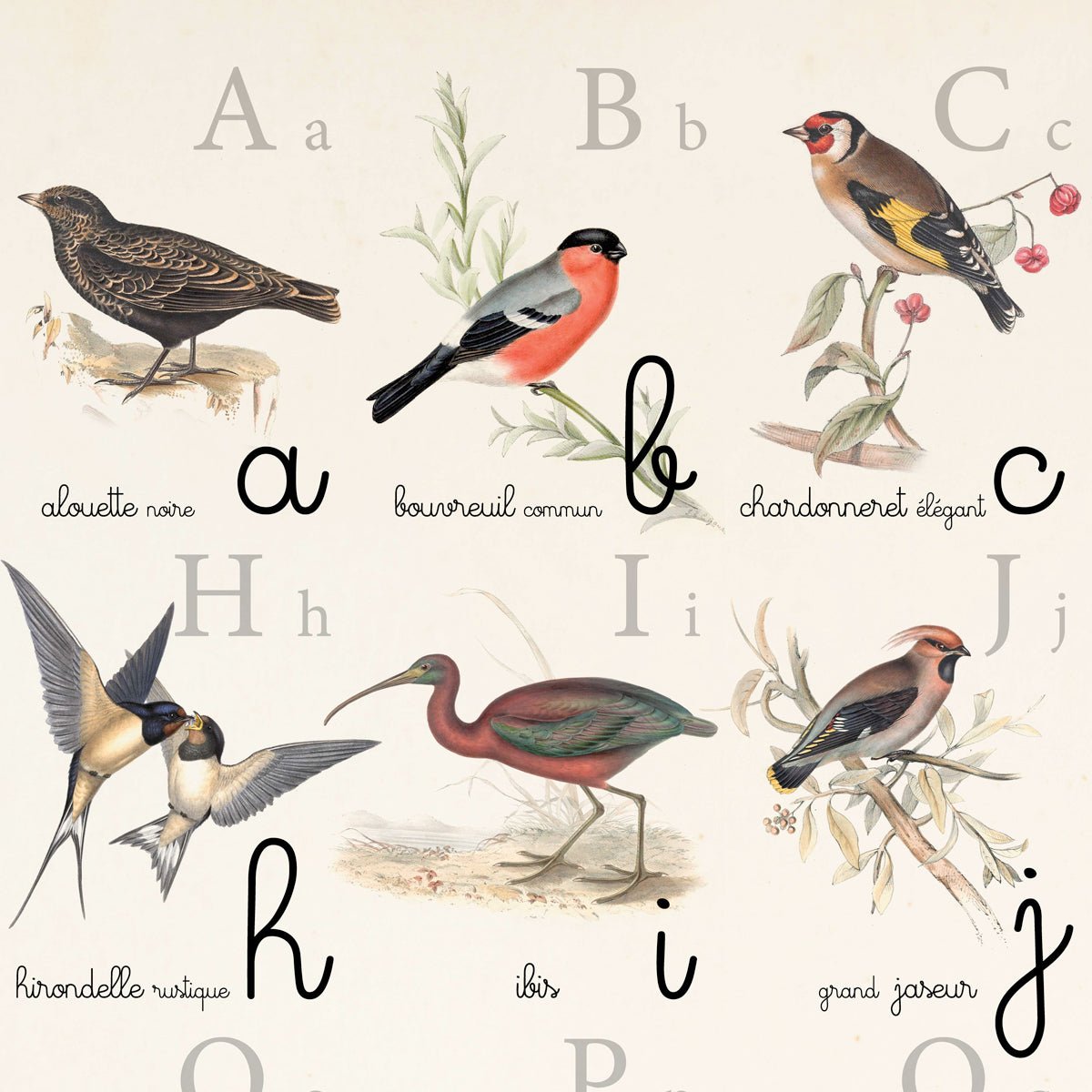Abécédaire / alphabet Montessori oiseaux – Les vilaines curiosités